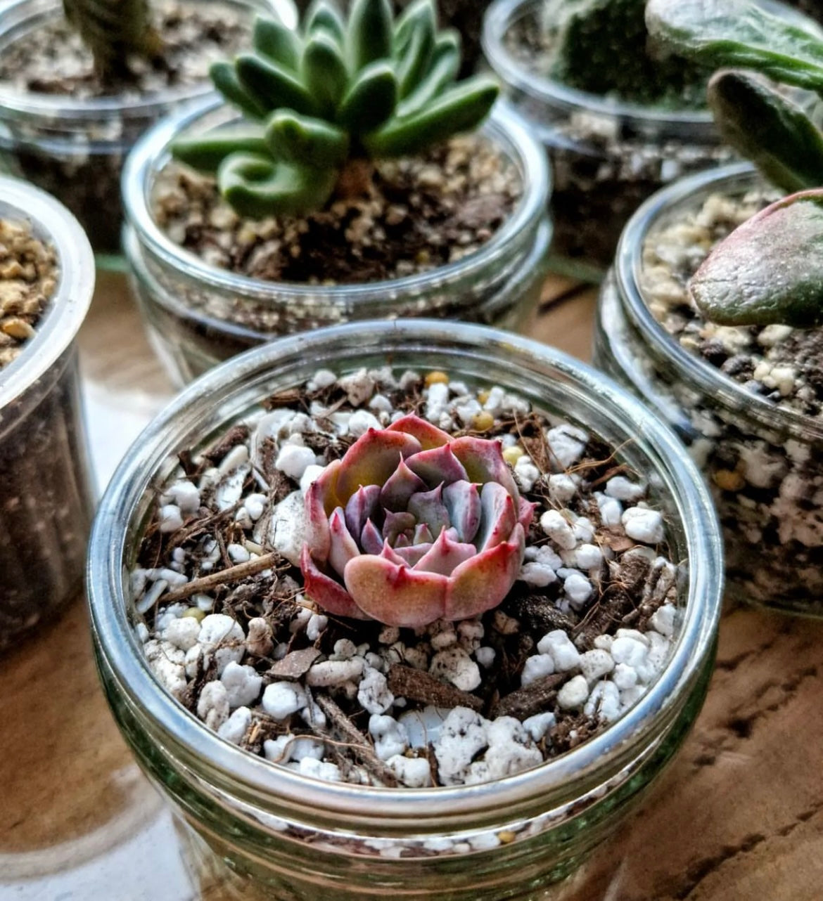 Ramekin Reuse – Gu Desserts